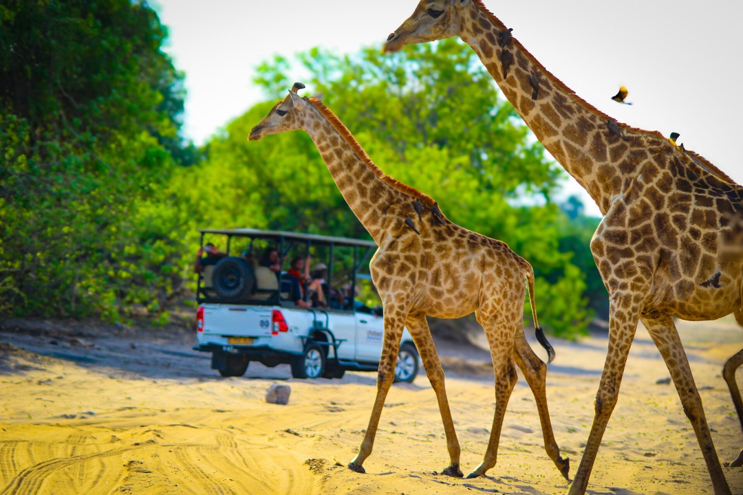 Shasha Africa | Victoria Falls Tour & Zimbabwe Safari