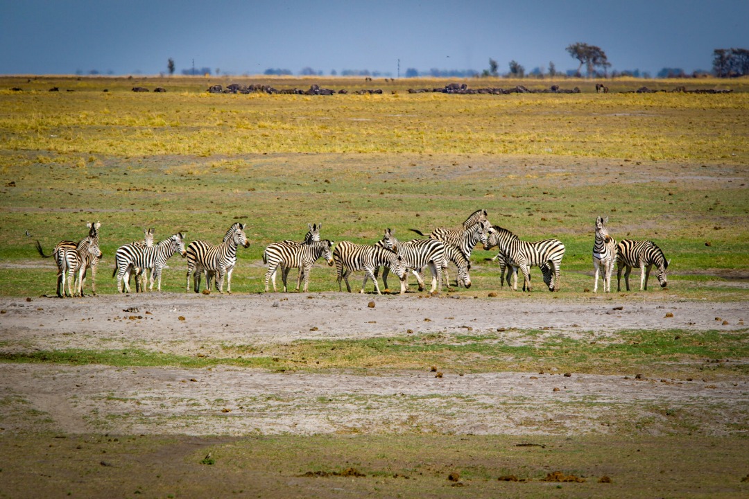 Shasha Africa | Victoria Falls Tour & Zimbabwe Safari